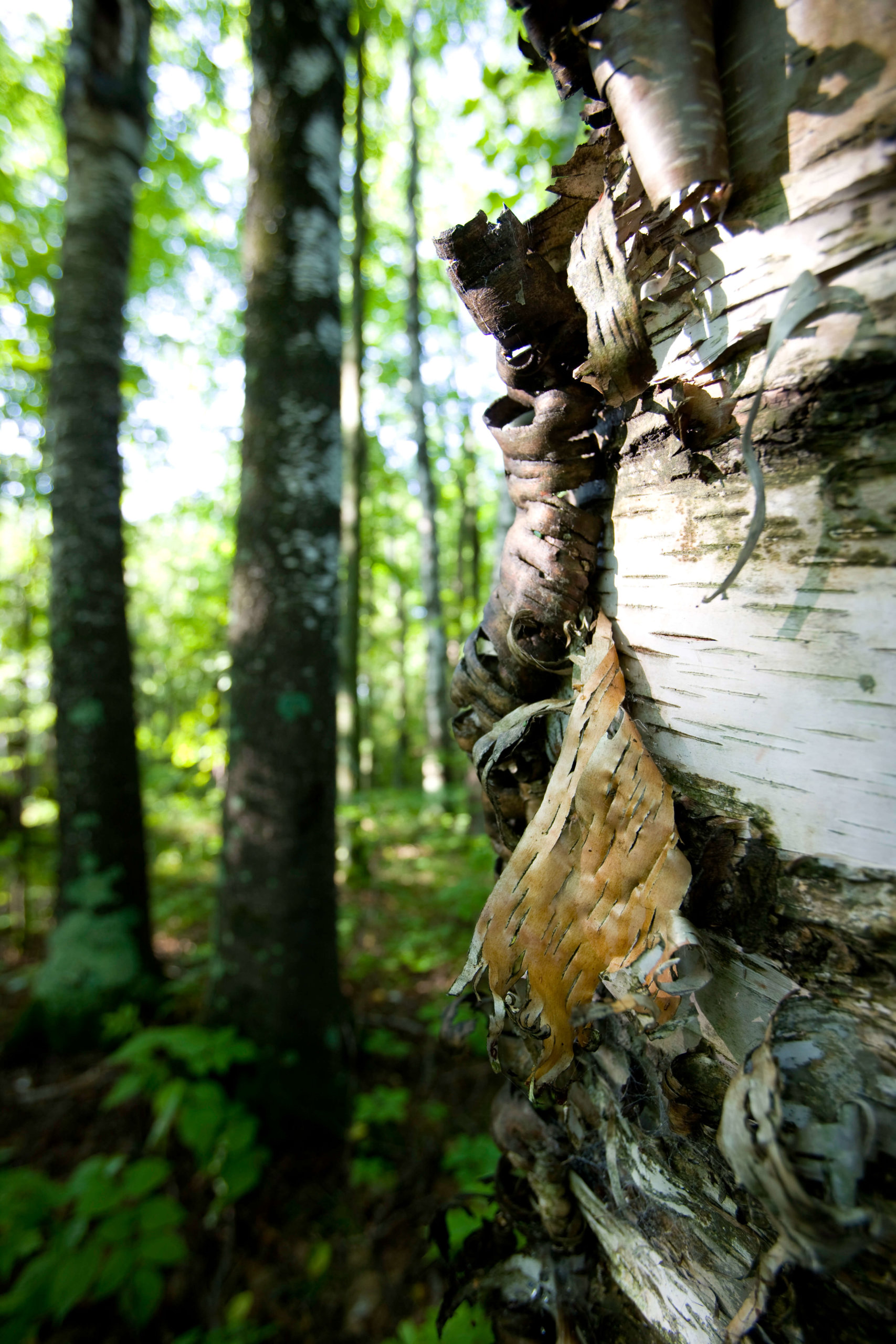 About › Blandin Foundation