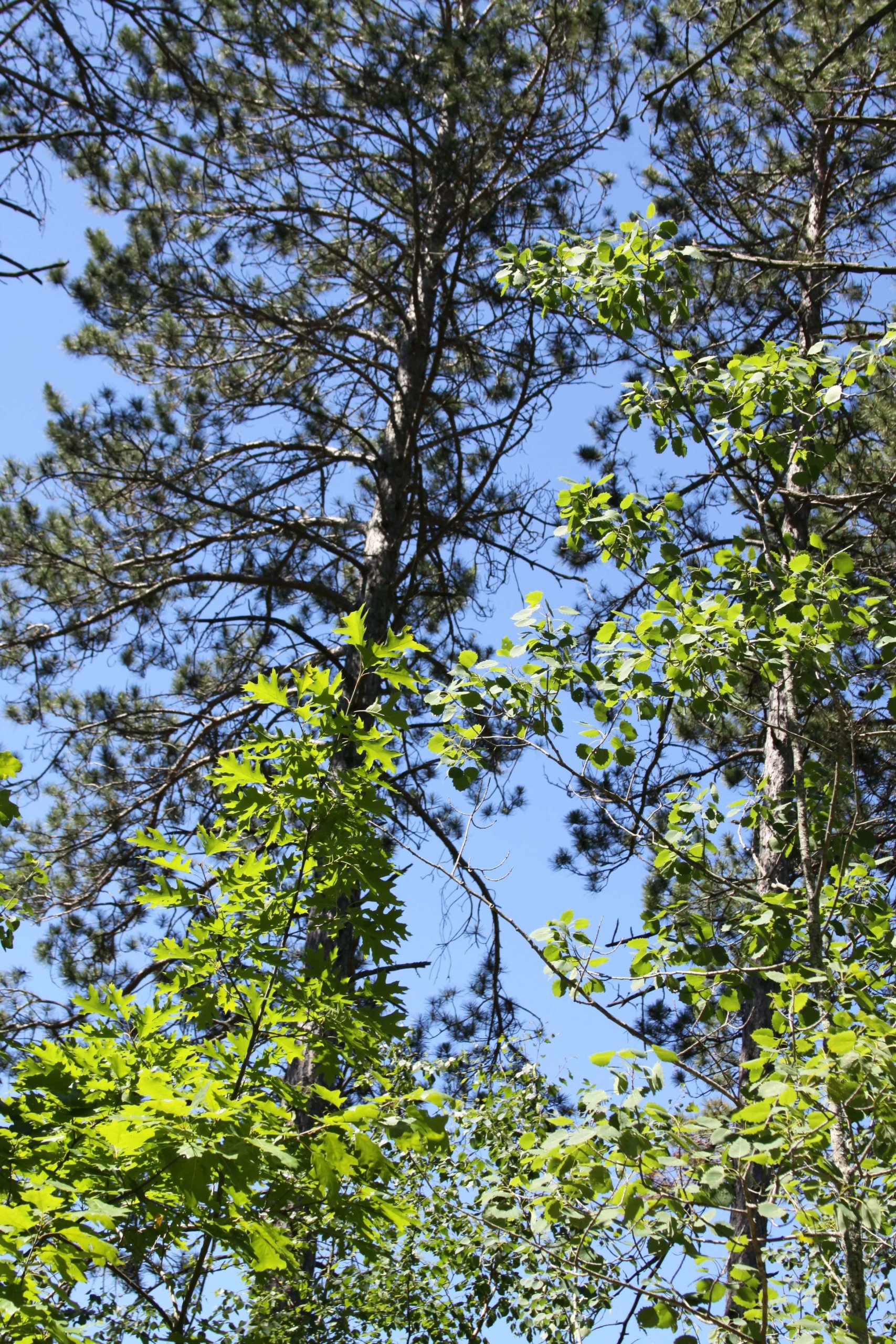 Nine Dimensions of Healthy Community › Blandin Foundation